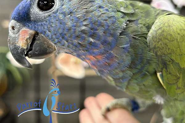 Baby Blue Headed Pionus Available at Parrot Stars!