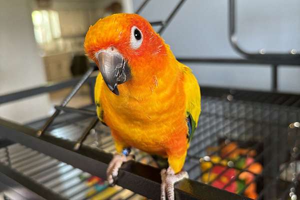 Sun Conure
