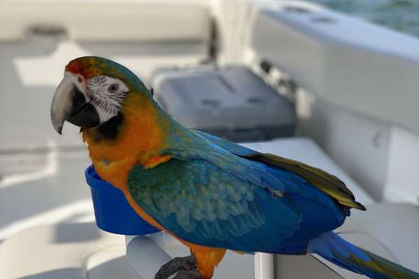 Beautiful Female Catilina Macaw