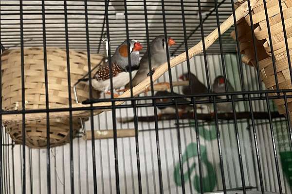 Zebra finches