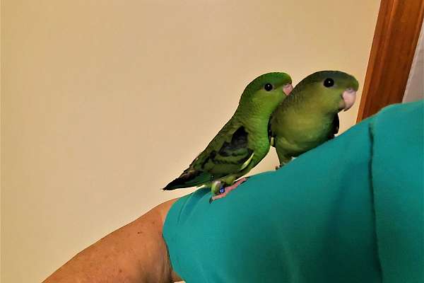 Lineolated Parakeets, Hand Tame Hand Raised- Green