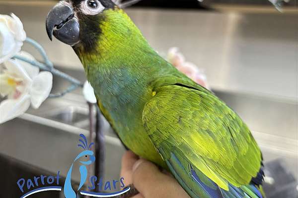 Baby Nanday Conure Available at Parrot Stars!