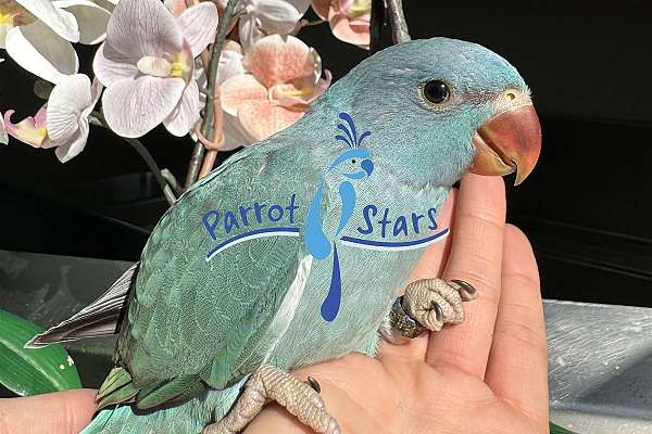 Baby Blue Turquoise Indian Ringneck Available at Parrot Stars!