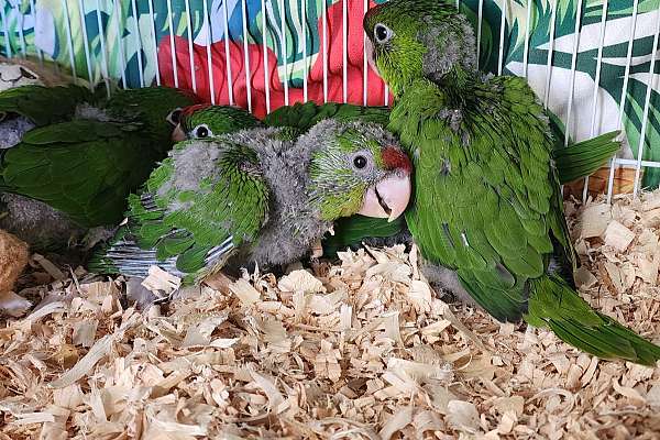 Conure Hand Feeding Babies