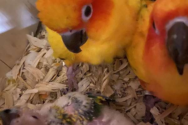 Babies sun conure