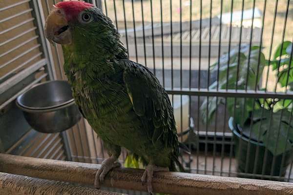 Mexican Red Headed Parrot