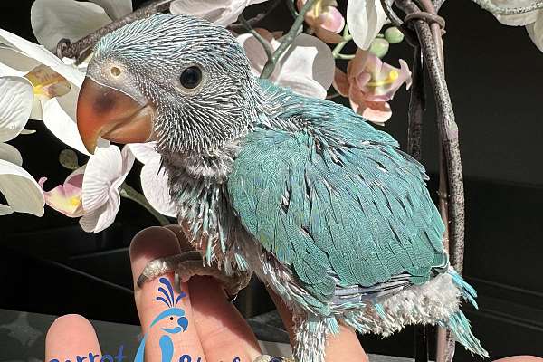 Baby Blue Turquoise Indian Ringneck Available at Parrot Stars!