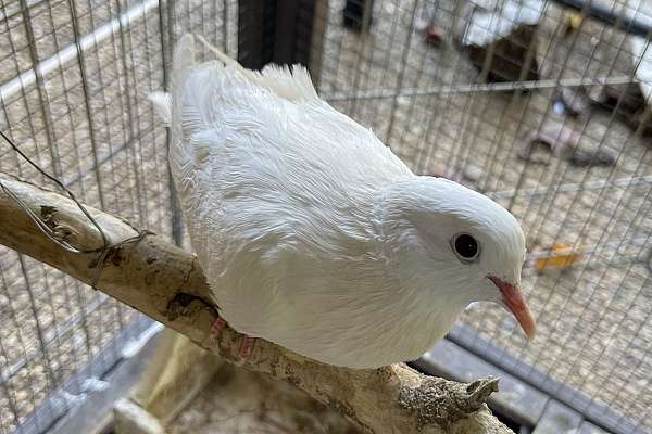 Silky White Male Turtle Dove