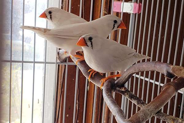 Sold* Zebra Finch Chestnut Flanked White 3 Hen Adult Grey Hen