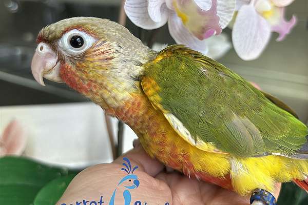 Baby Pineapple Green Cheek Conure Available at Parrot Stars!
