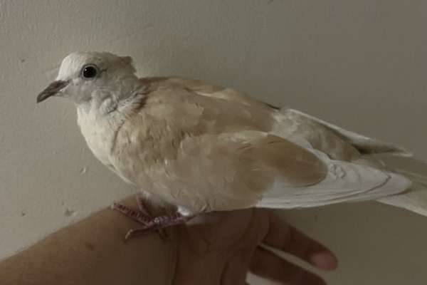 Ringneck doves