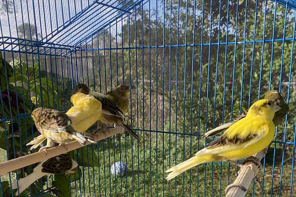 Yellow mixed American Singer Canaries