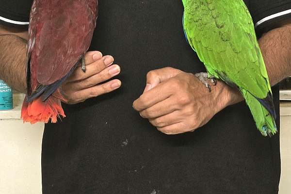 Young Eclectus pair