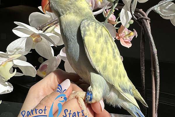 Baby Violet Turquoise Heavy Pied Indian Ringneck Available at Parrot Stars!