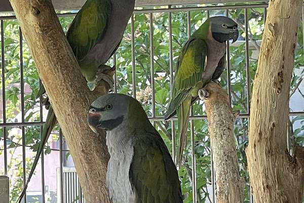 Derbyan Parakeet Breeder selling flock of breeding Derbyan parakeets