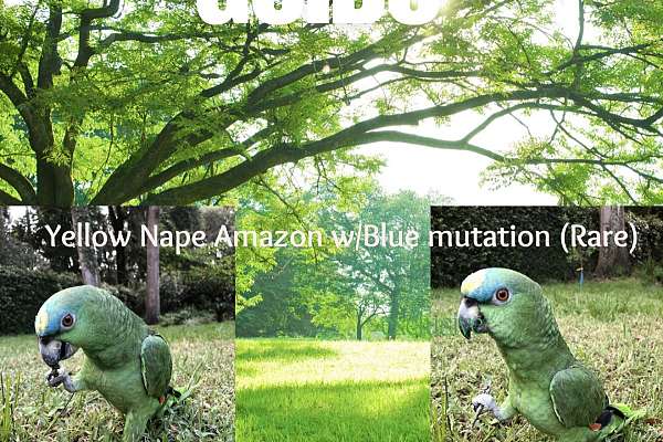 Charming Yellow Naped Amazon with Blue mutation!