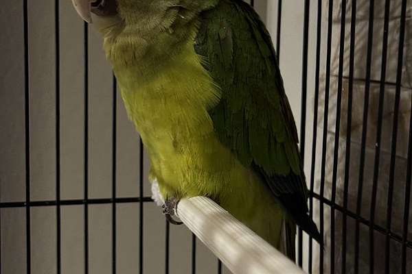 Half moon conure