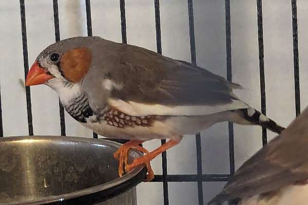 Pied Zebra finches