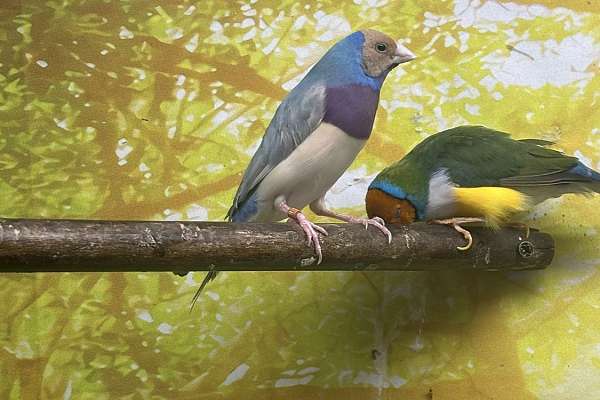 Gouldian finches