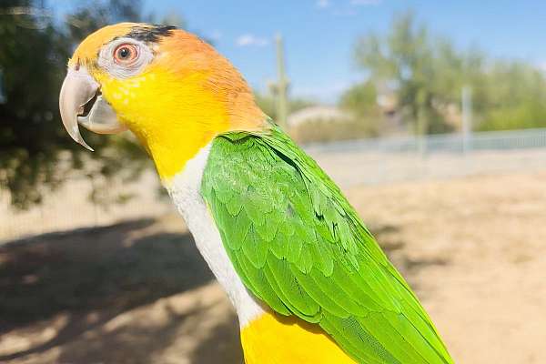 4 Year- Old Male Caique