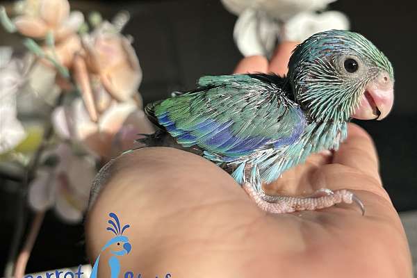 Baby Turquoise Pacific Parrotlet Available at Parrot Stars!