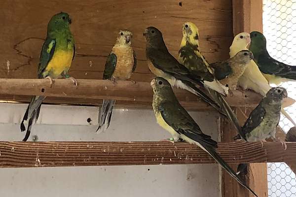 Red Rumped Parakeets