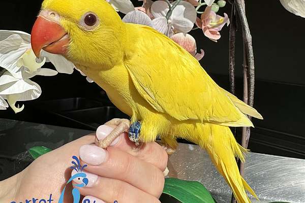 Baby Lutino Indian Ringneck Available at Parrot Stars!