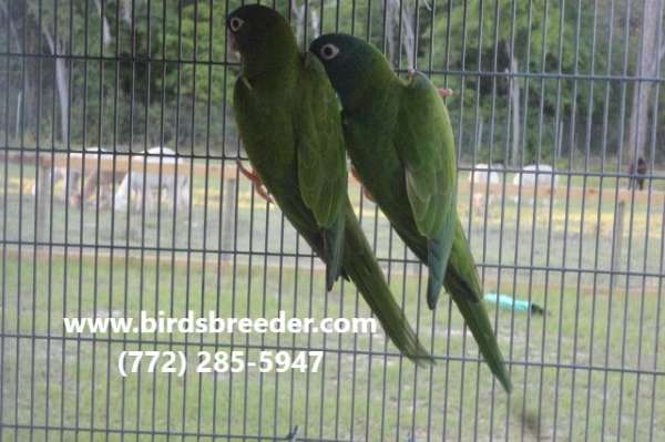 Young pairs of Blue Crown Conures available at $1,800 per pair