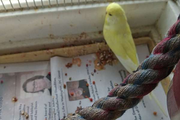 Yellow Spangle Budgie
