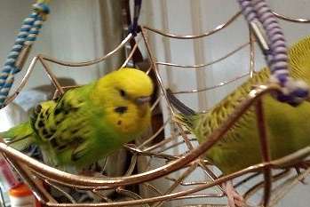 2 for $200 Indoor Light Green Pair of Parakeets Birds Pickup Available