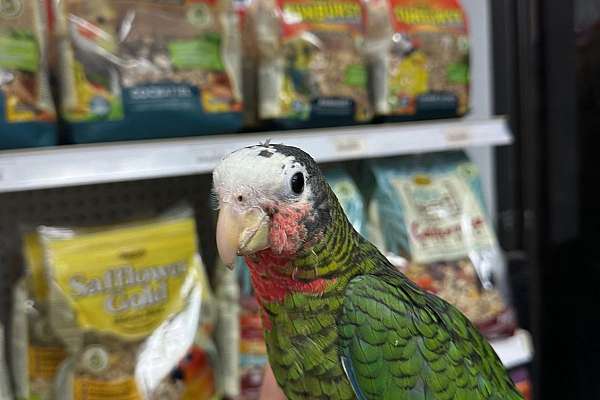 Baby Cuban Amazons for Sale!