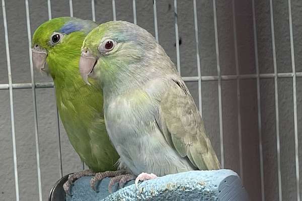 Parrotlet pair