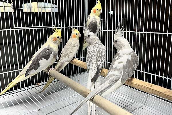 Cockatiels