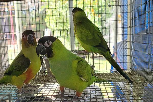 Nanday conures 1 Nansun male