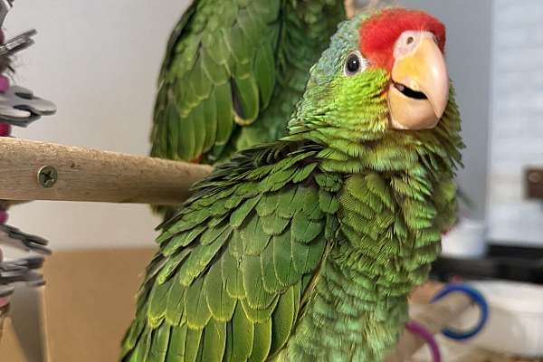 Red lored Amazon baby parrot
