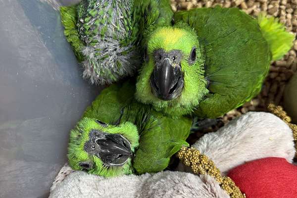 Red lored Amazon baby parrot