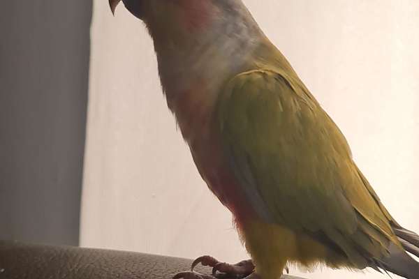 High Dilute Green side Sun Cheek Conure