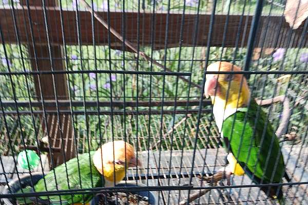 Bonded Pair of White Bellied Caiques