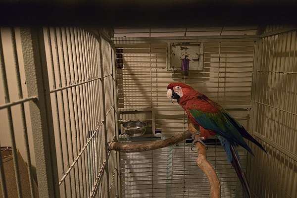 Moe green wing macaw