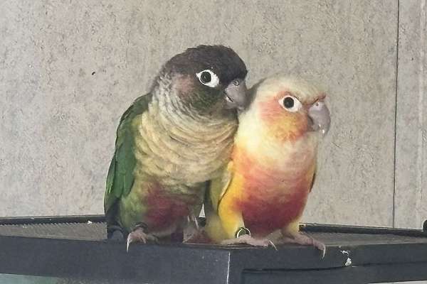 Proven Breeders - Fancy Green Cheek Conure Pair