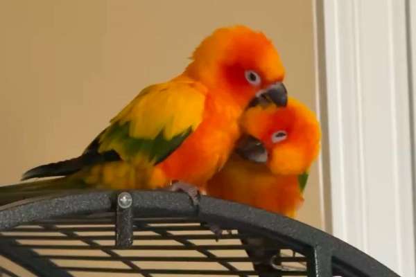 Two Sun Conures for $799 / Male and Female Pair