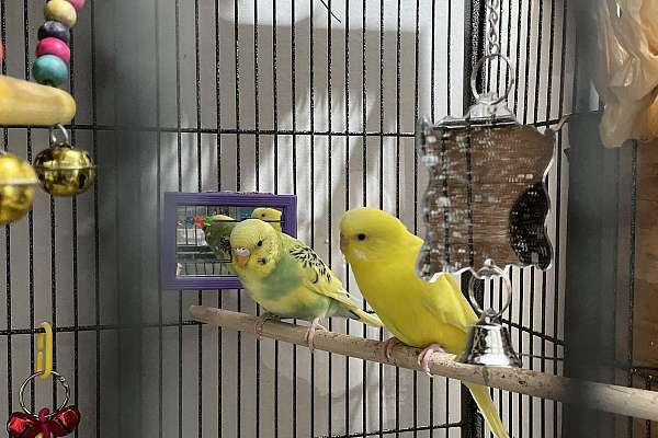 Fancy Budgies