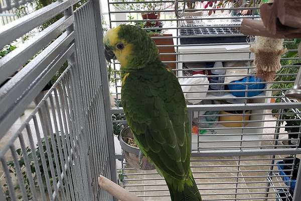 Phenomenal Acrobat and Friend (Blue Fronted Amazon)