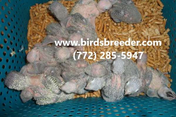 Baby Crimson Bellied Conures now hatching at $650 each