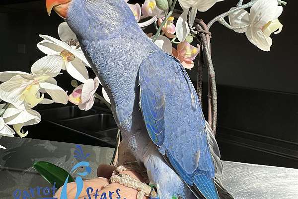 Baby Violet Cobalt Indian Ringneck Available at Parrot Stars!