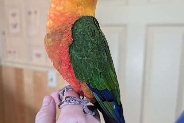 Conure pair, jenday x halfmoon