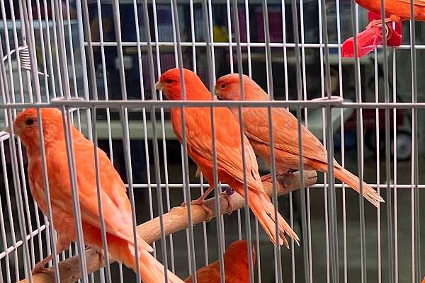 Red Factor Canaries for Sale