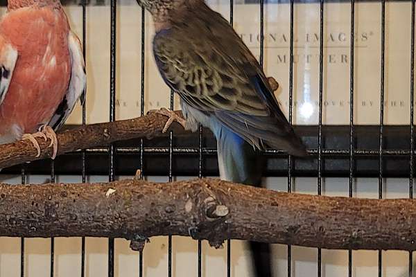 Bourke Parakeets