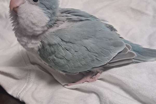 Baby quaker
