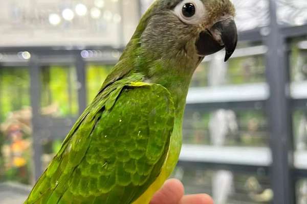 Dusky Conure